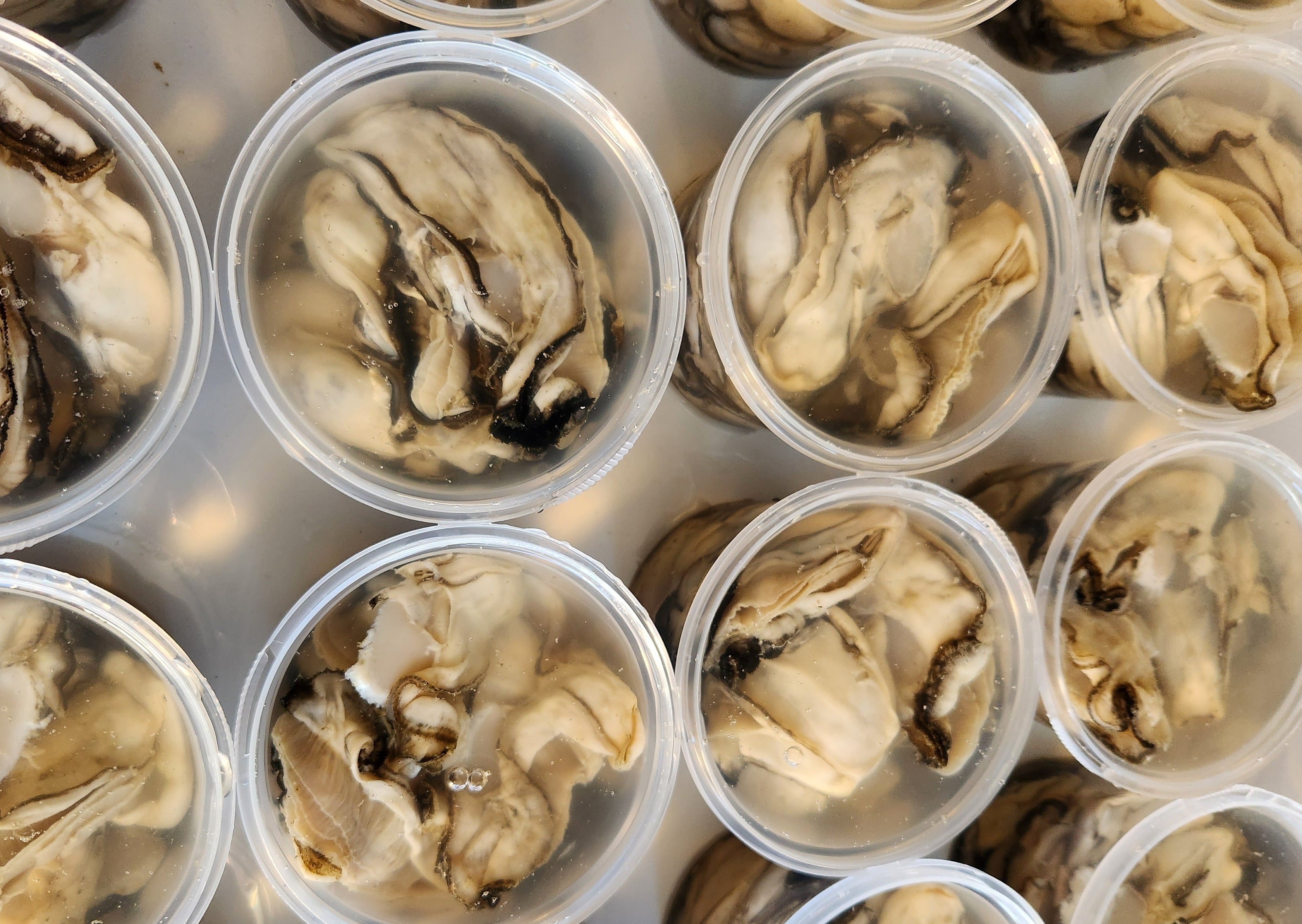 Oysters – Top of the South Seafood