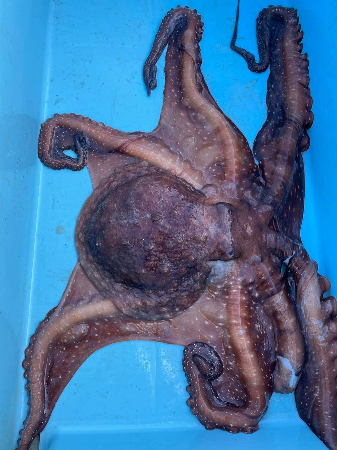 Octopus – Top of the South Seafood