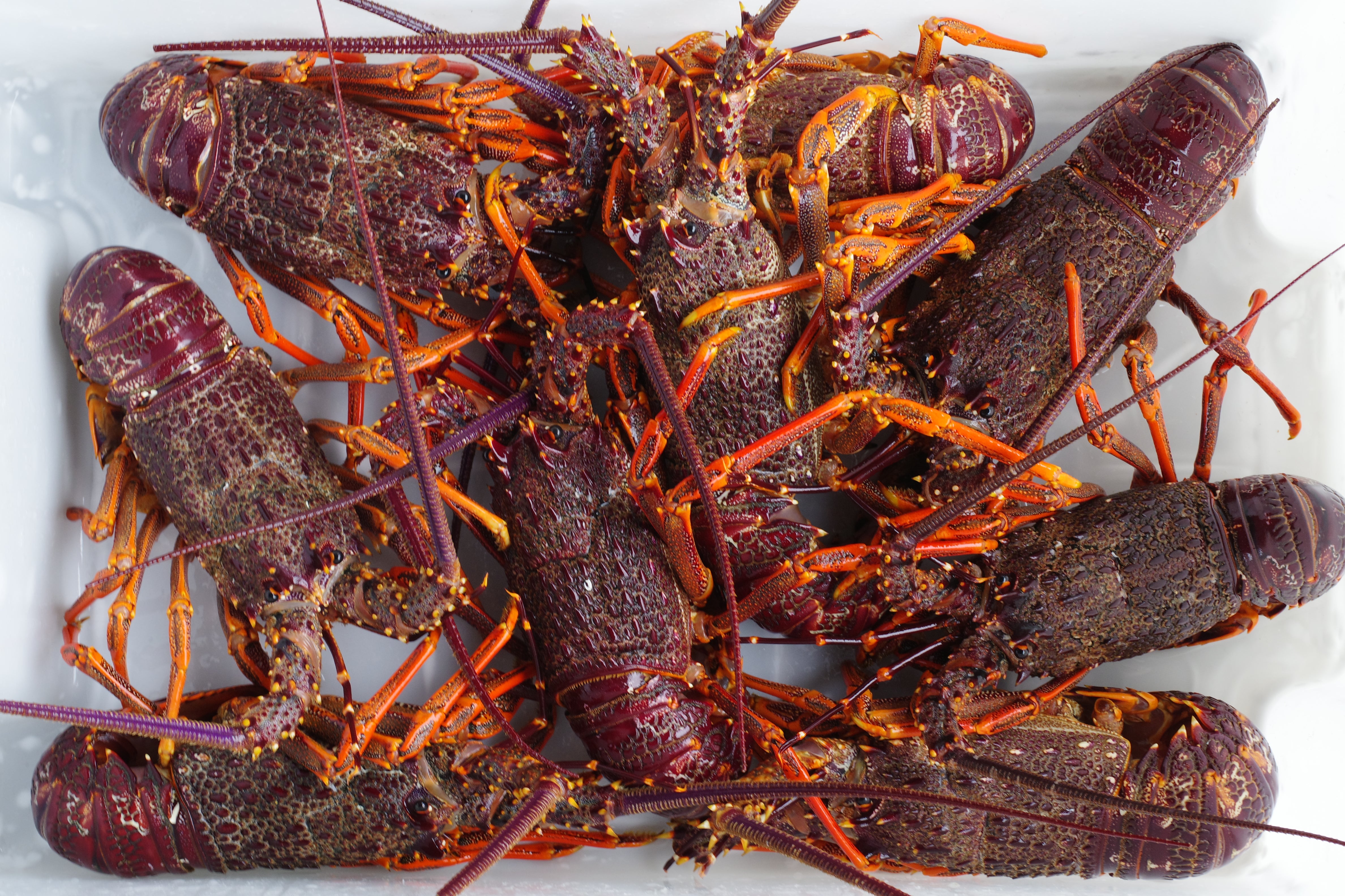 Delicious Fresh NZ Seafood Delivered – Top of the South Seafood